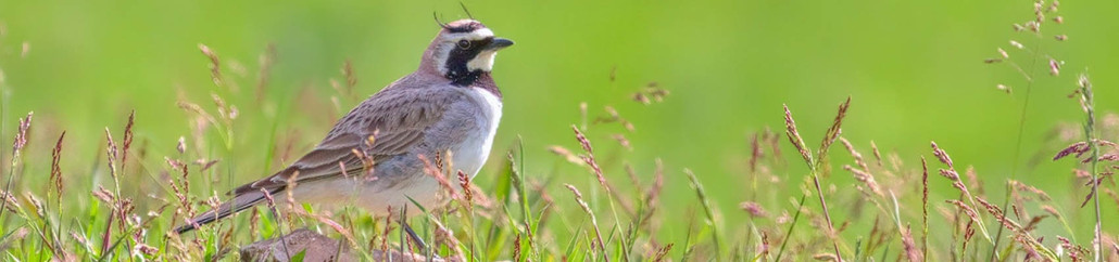 Tours to Iran, Bird watching in Iran
