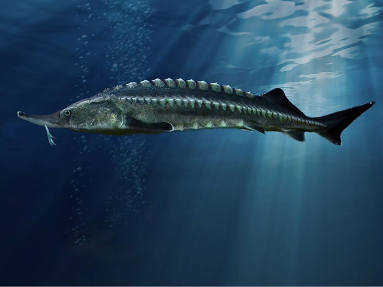 Iranian Caviar: Black Pearl of the Caspian Sea - Irandoostan